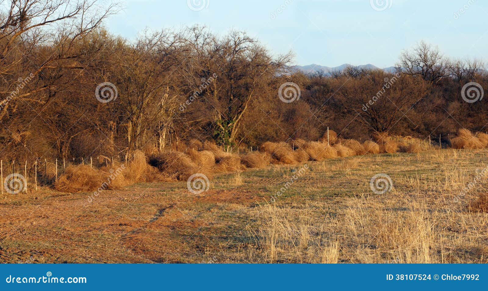Tumbleweeds line the fence stock photo. Image of nature - 38107524