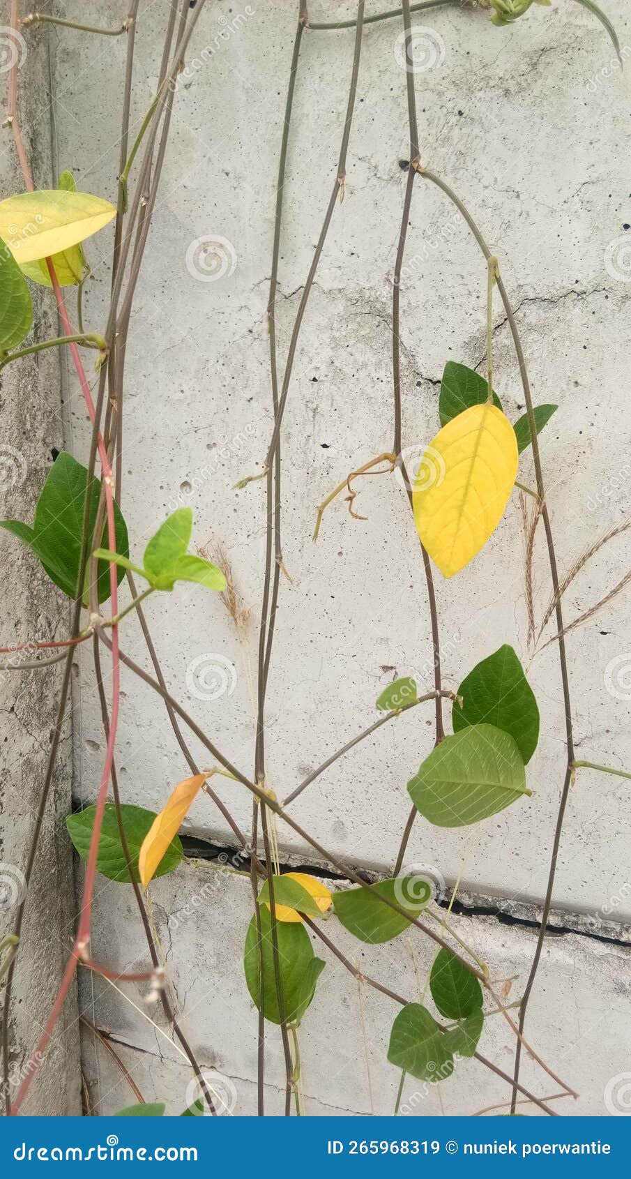 Tumbuhan Merambat Pada Tembok Stock Image - Image of tree, wildlife ...