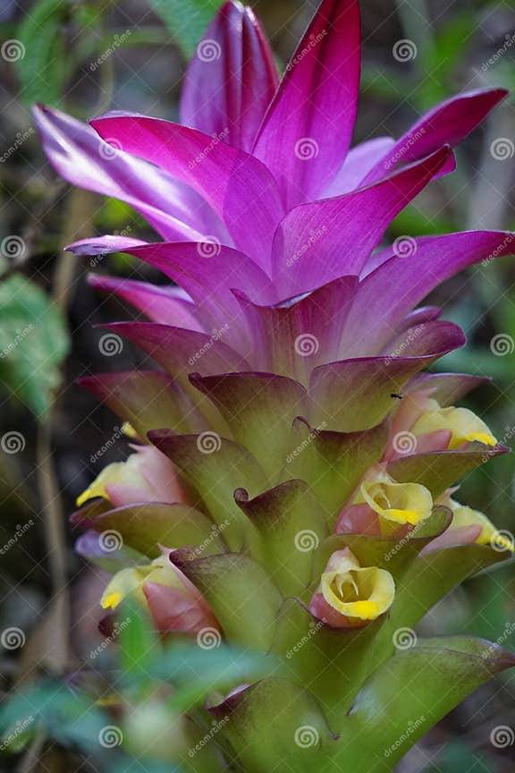 Tumeric Flower (Curcuma Longa) with a Natural Background Stock Image ...