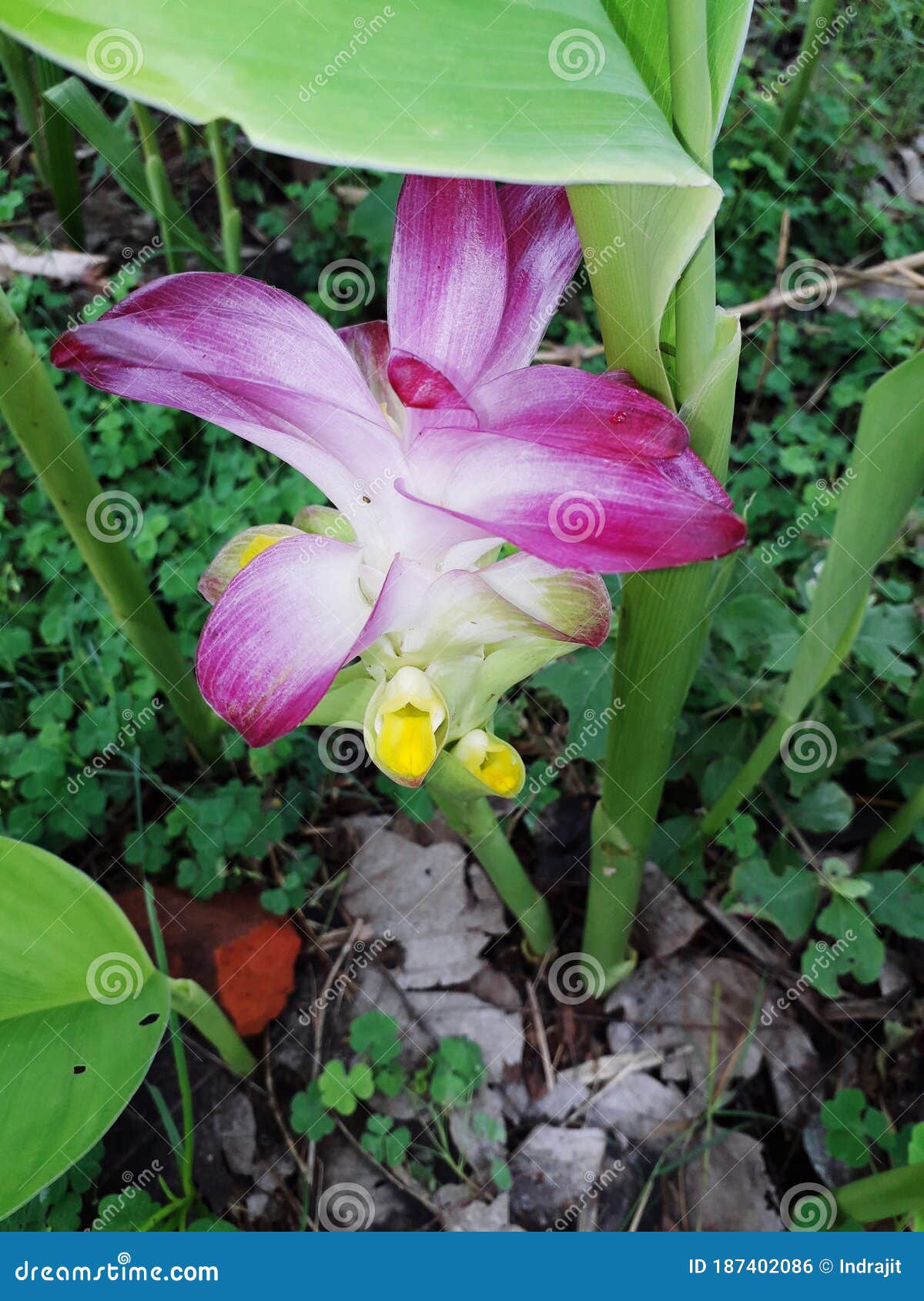 Tumeric plant flower stock photo. Image of flower, yellow - 187402086