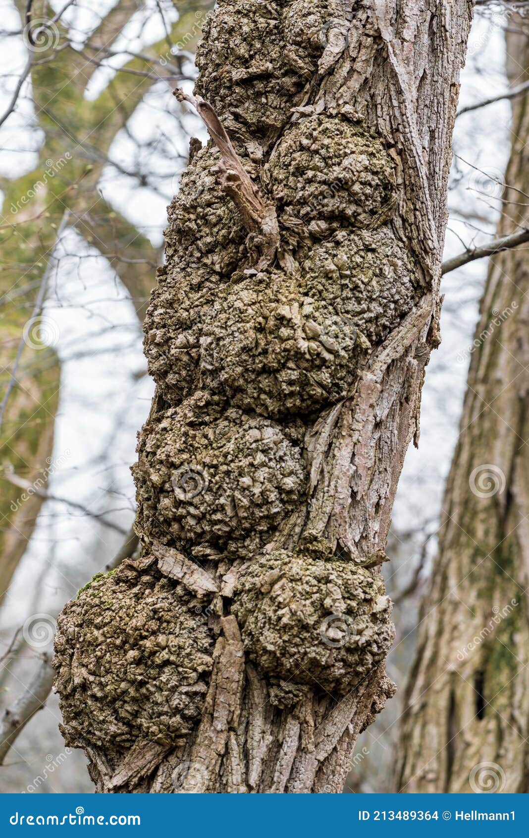 Infected Tree Leaves Royalty-Free Stock Photography | CartoonDealer.com ...