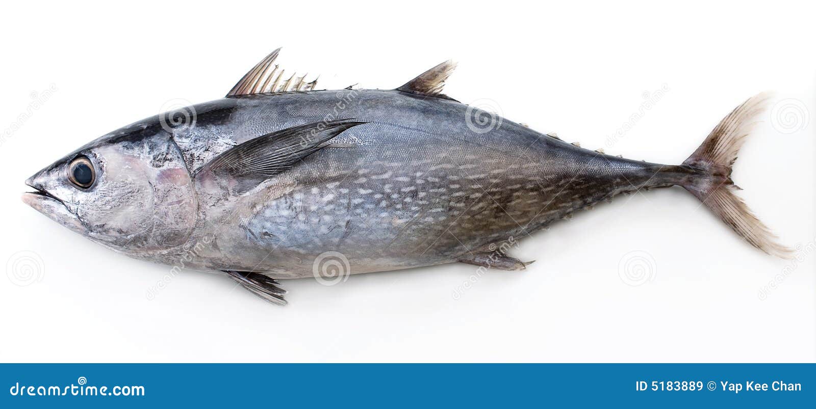 Tuna stock image. Image of ocean, protein, life, fins - 5183889