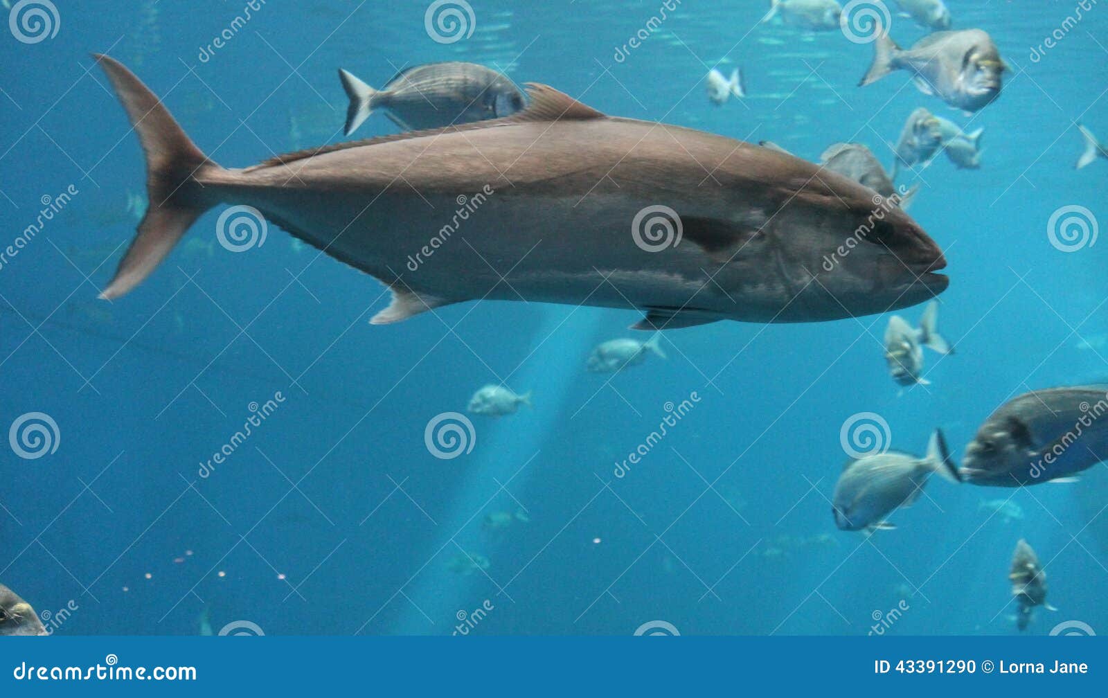 Tuna stock photo. Image of profile, side, reflection - 43391290