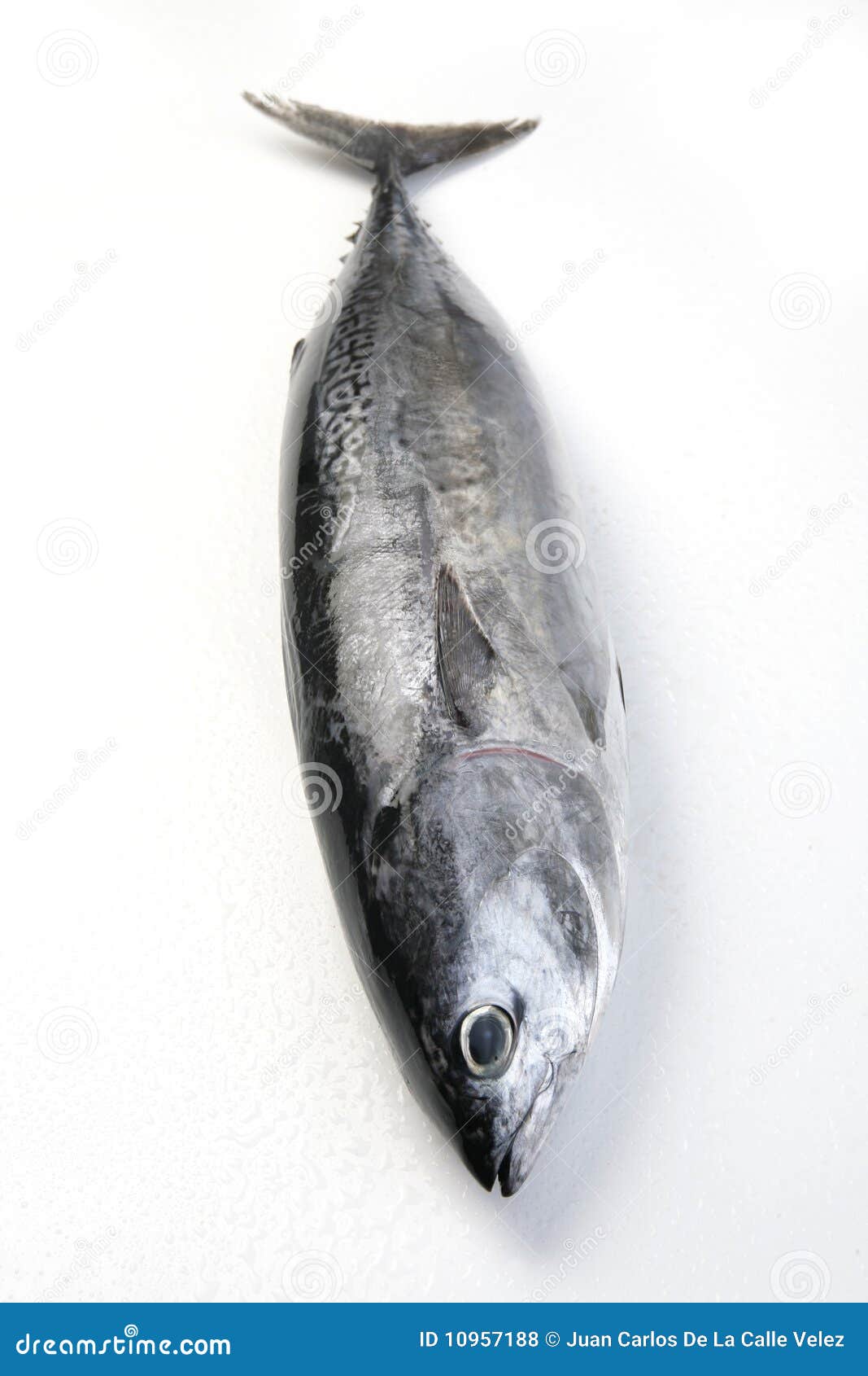 Tuna fish stock photo. Image of omega, tuna, fish, seafood - 10957188