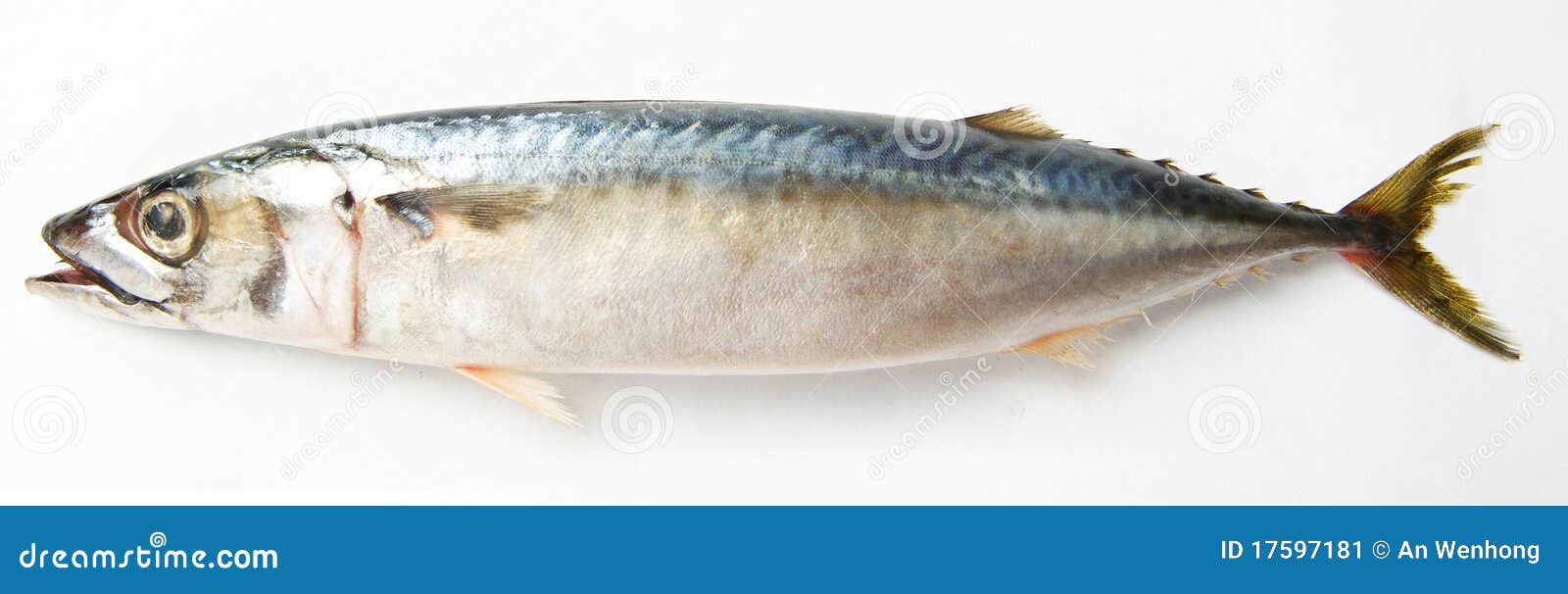 Tuna fish stock image. Image of marine, cuisine, isolated - 17597181
