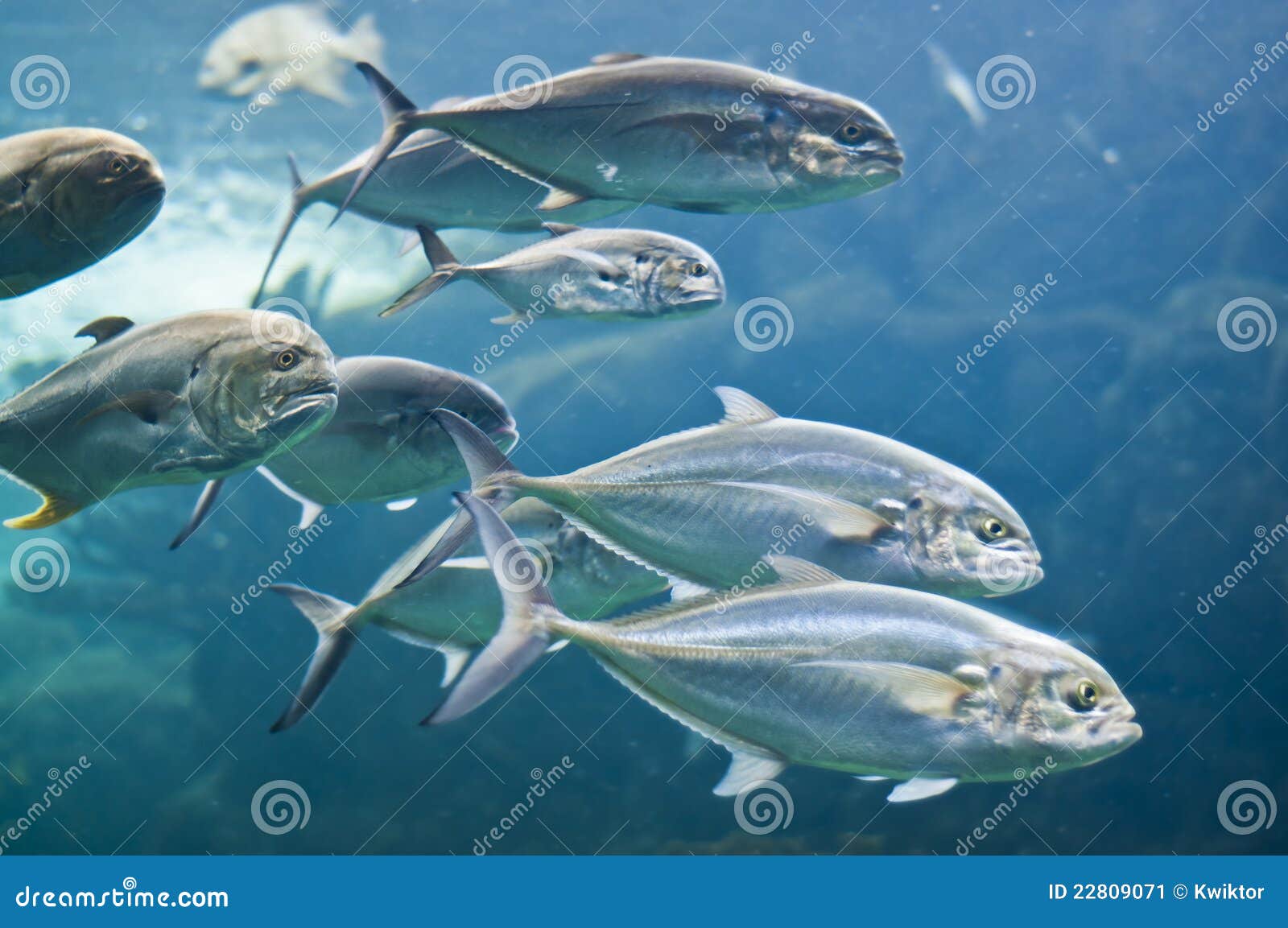 Tuna Fish stock image. Image of nature, water, saltwater - 22809071