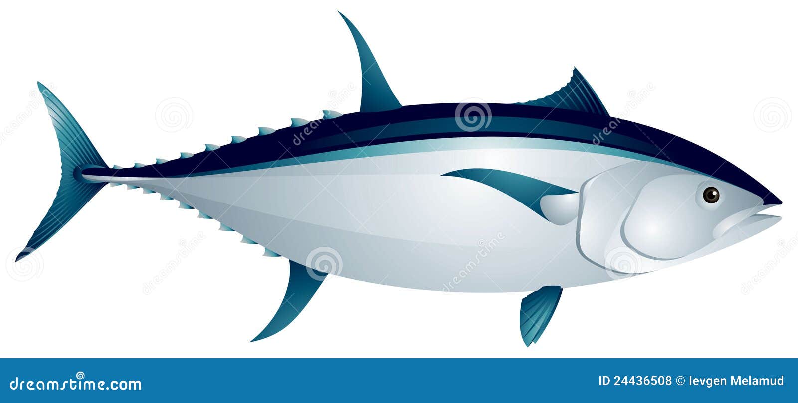 Tuna fish stock vector. Illustration of tuna, fish, vector - 24436508
