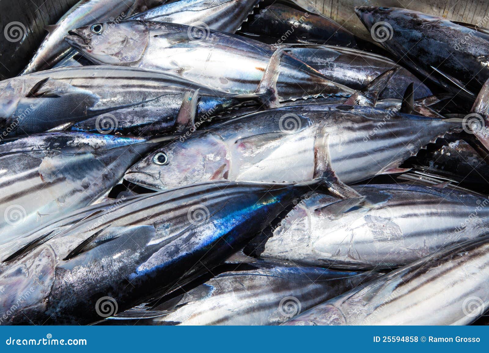 Tuna fish stock photo. Image of fresh, full, tuna, blue - 25594858