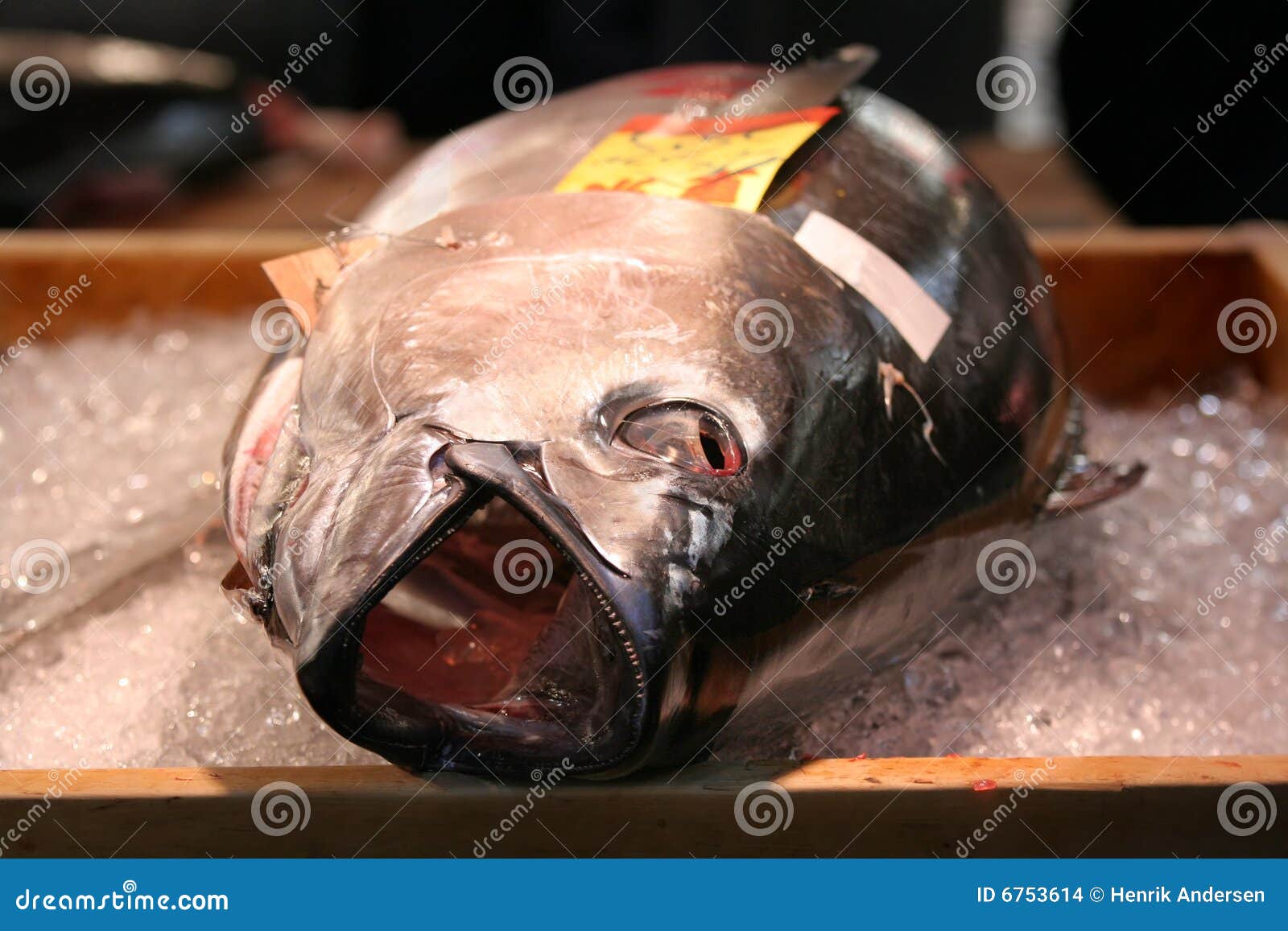 Tuna fish stock photo. Image of scary, open, dead, mouth - 6753614