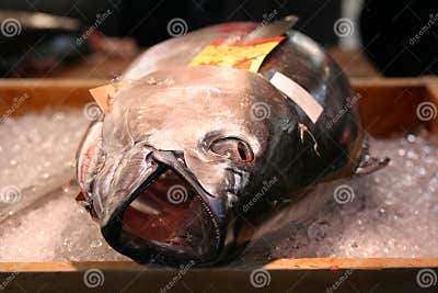 Tuna fish stock photo. Image of scary, open, dead, mouth - 6753614