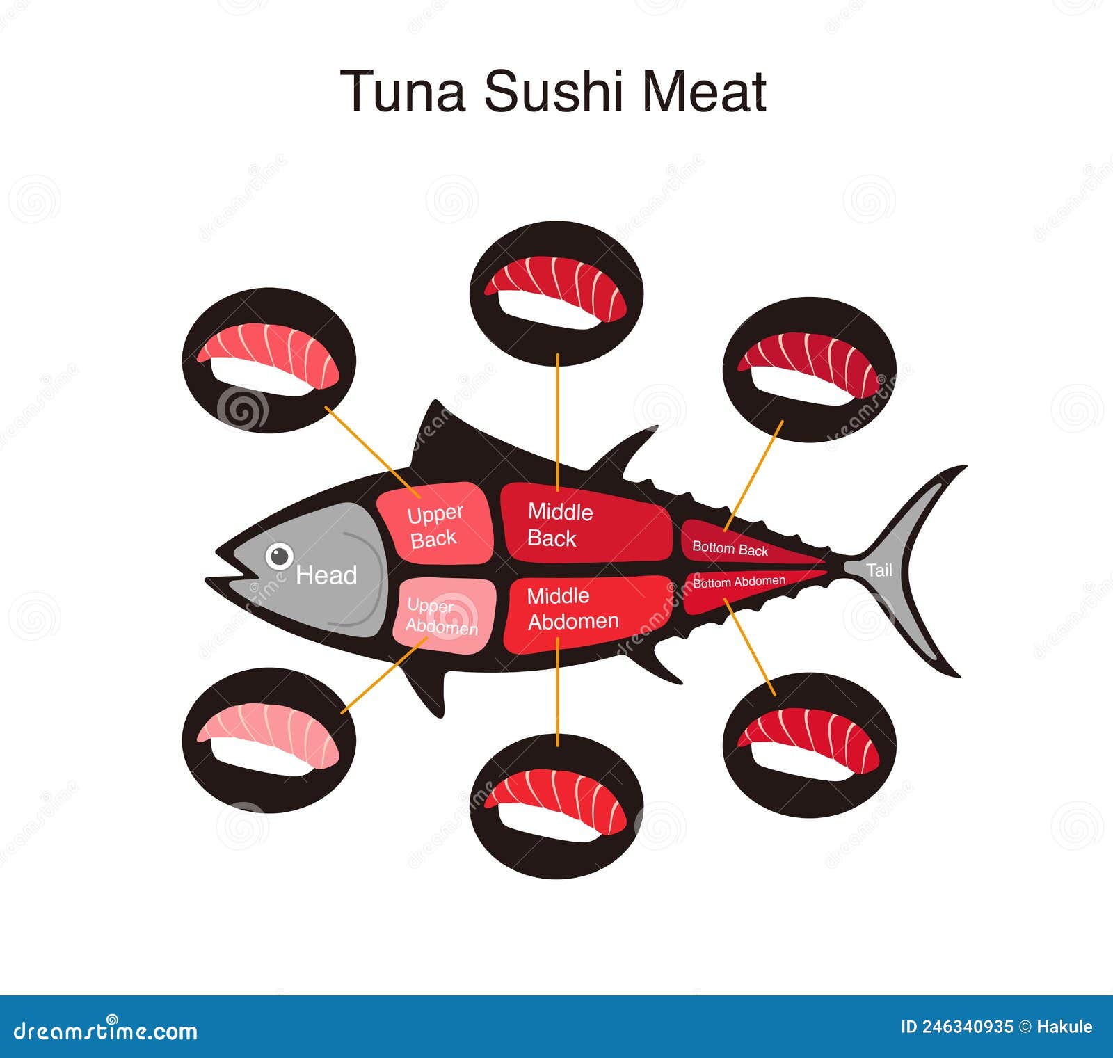 Tuna Fish Cuts Diagram, Vector Illustration Stock Vector - Illustration ...