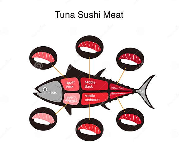 Tuna Fish Cuts Diagram, Vector Illustration Stock Vector - Illustration ...