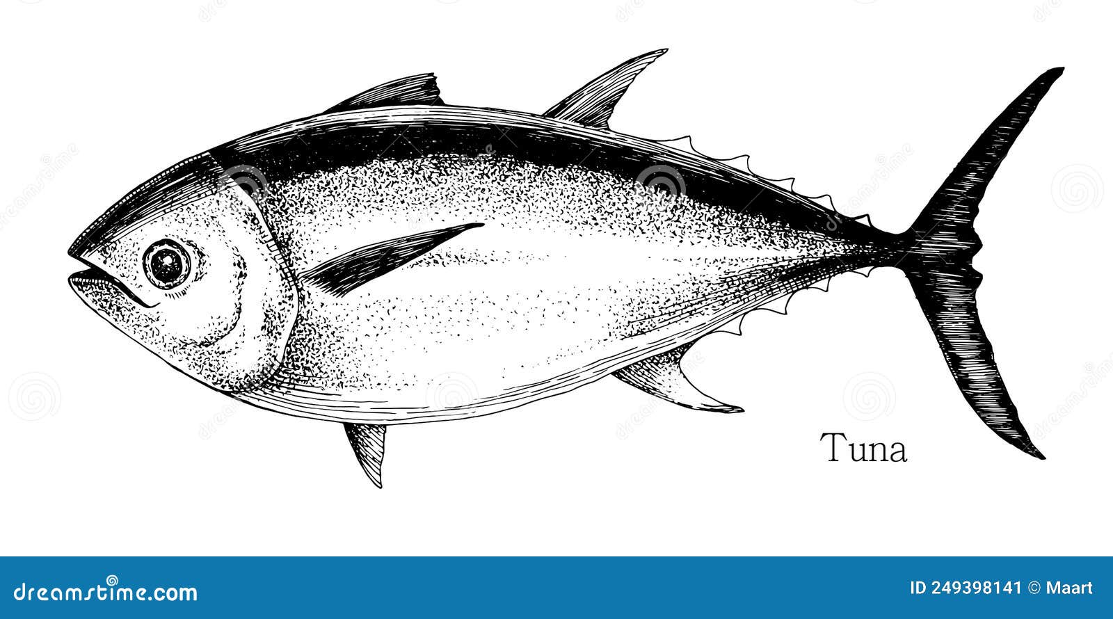 Tuna Fish Hand Drawn Realistic Illustration Stock Vector - Illustration ...