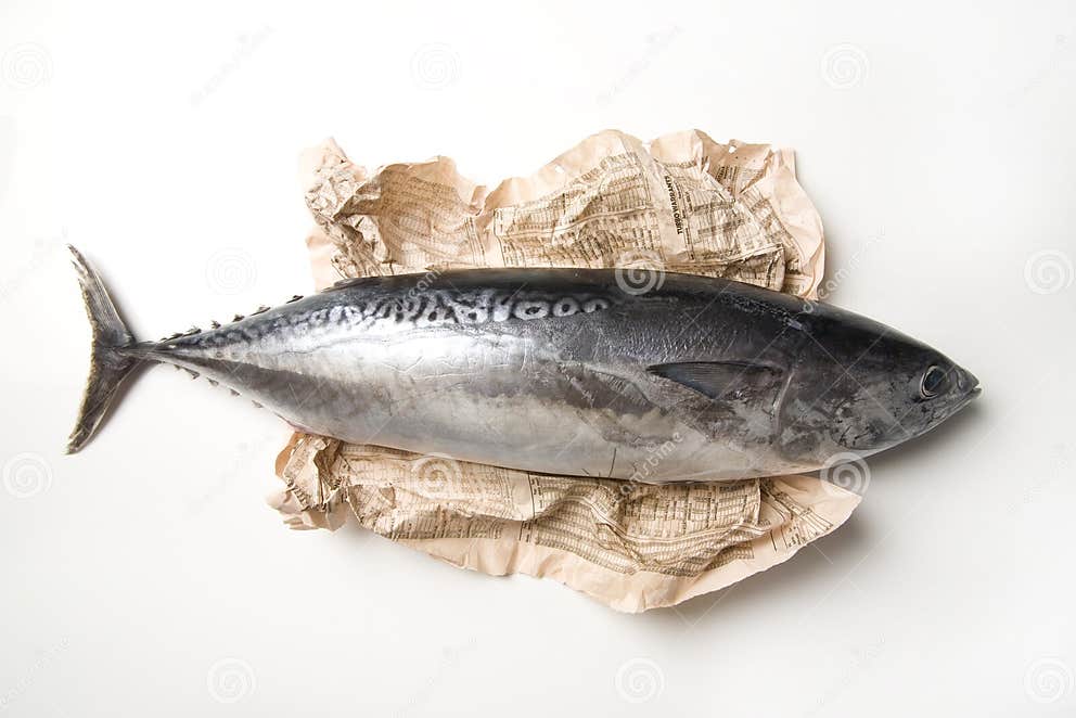 Tuna fish and paper stock image. Image of healthy, tuna - 10957723