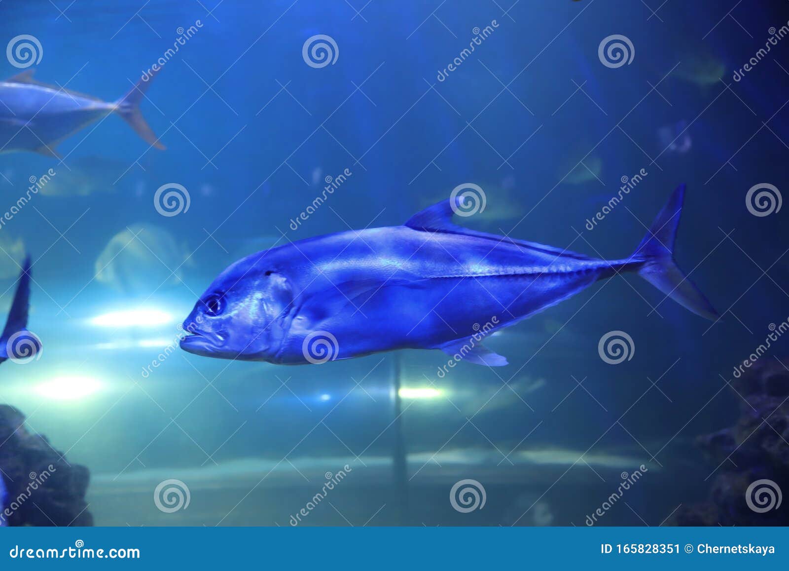 Tuna Fish Swimming in Aquarium Water Stock Image - Image of ocean, blue ...