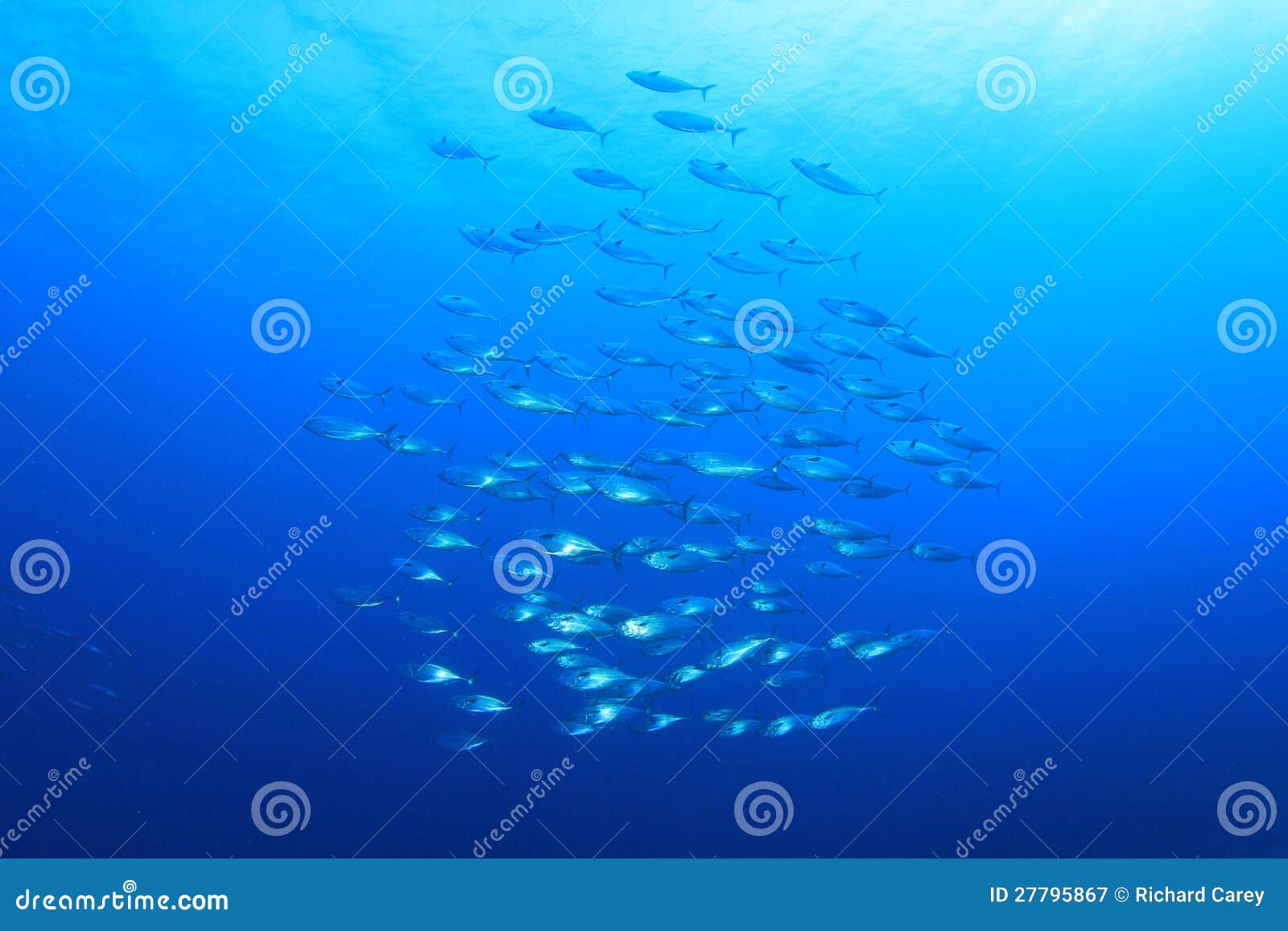 Tuna Fish Underwater stock image. Image of reef, shoal - 27795867