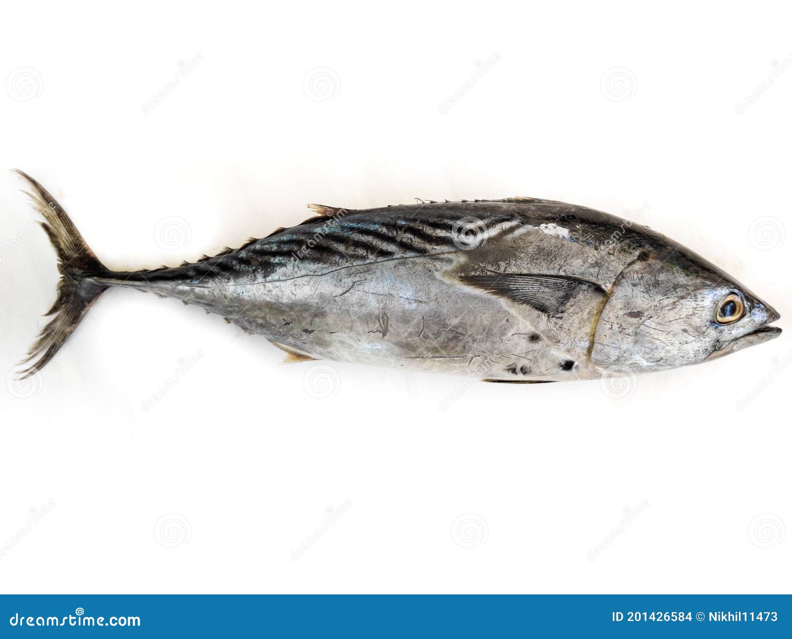Tuna /Little Tuna Thunnus Thynnus Stock Photo - Image of orkinos ...