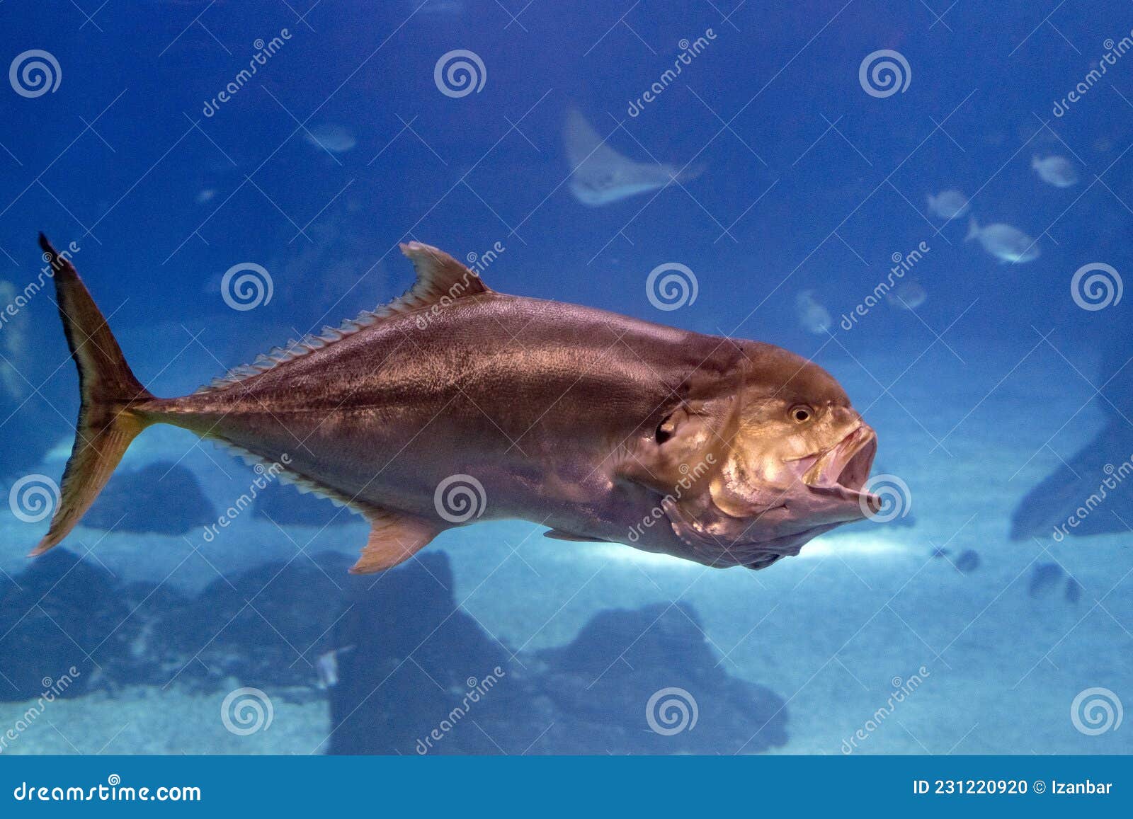 Tuna Open Mouth Eating Underwater Close Up Stock Photo - Image of ...
