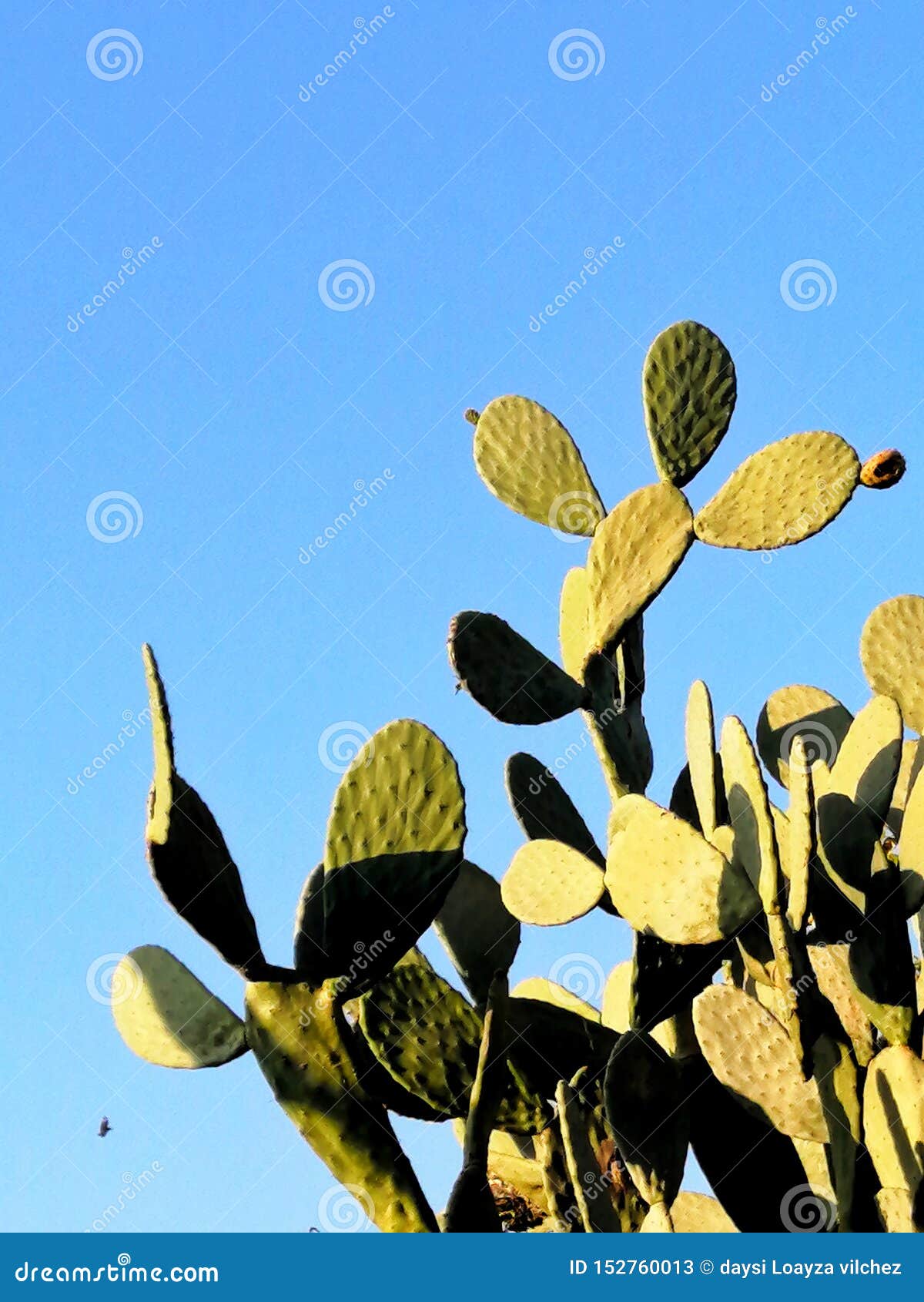 Tuna plants stock image. Image of fruit, tuna, field - 152760013