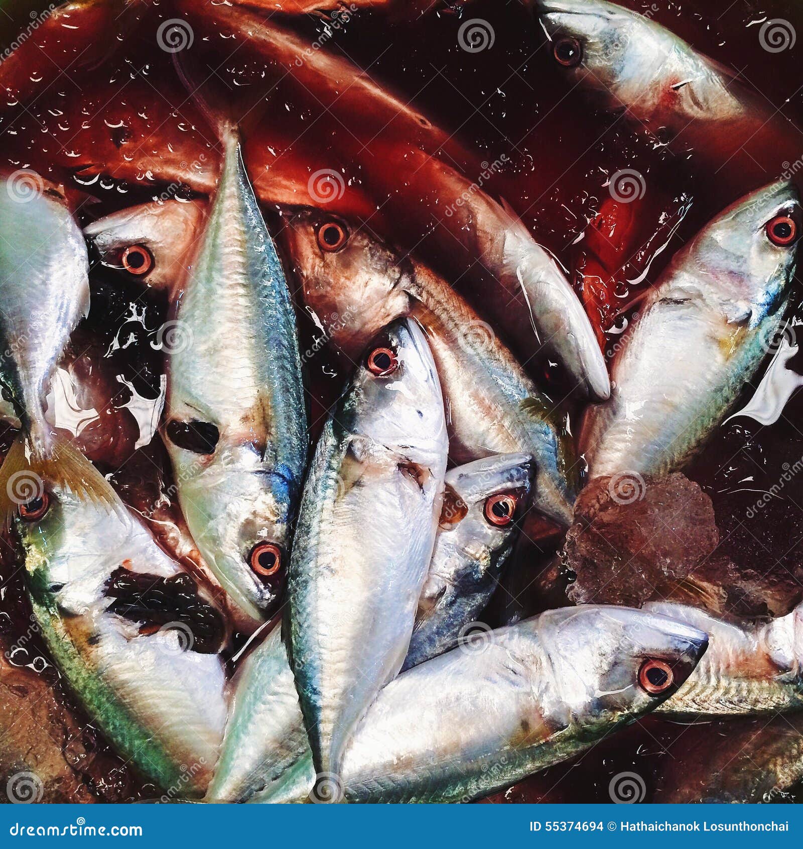 Tuna stock photo. Image of salt, fish, finfish, fresh - 55374694