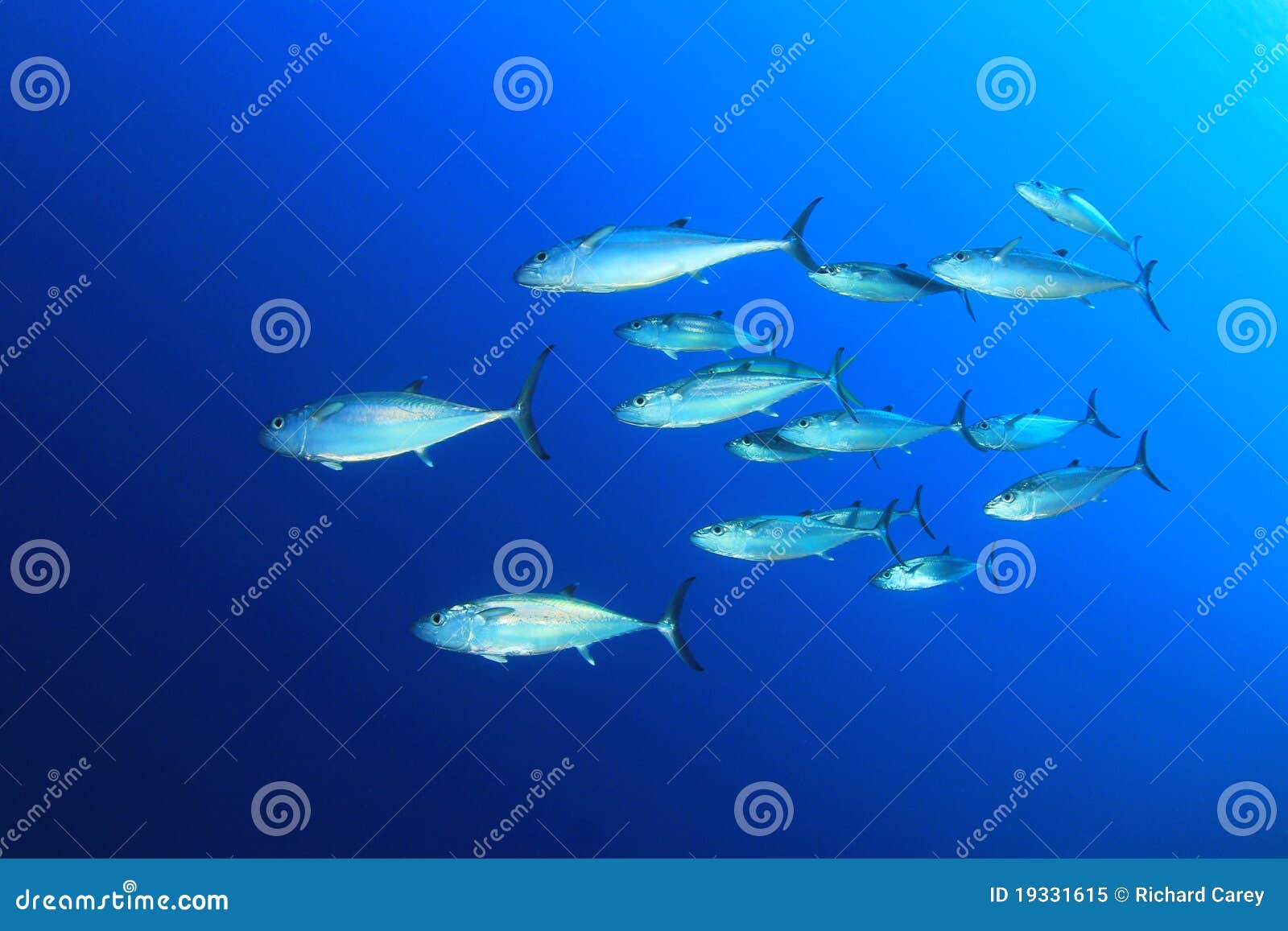 Tuna Fish And Avocado On Slice Of A Brown Bread On Table Stock Image ...