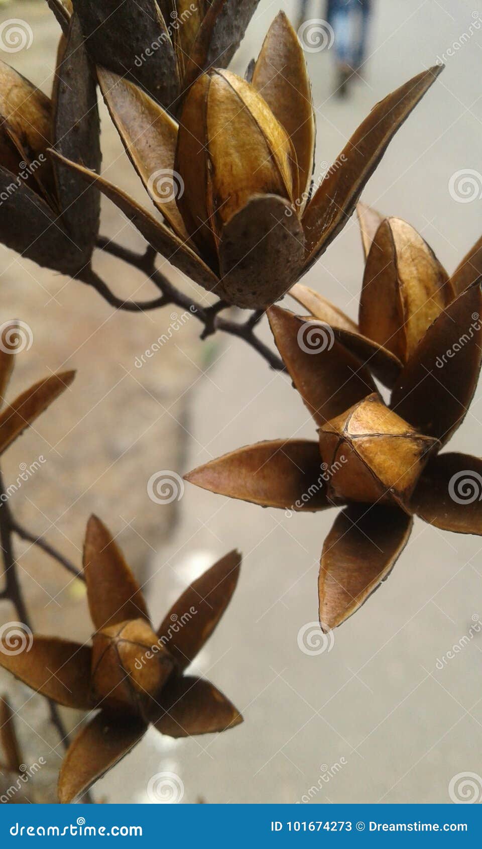 Tuna tree flawer sri lanka stock image. Image of flawer - 101674273