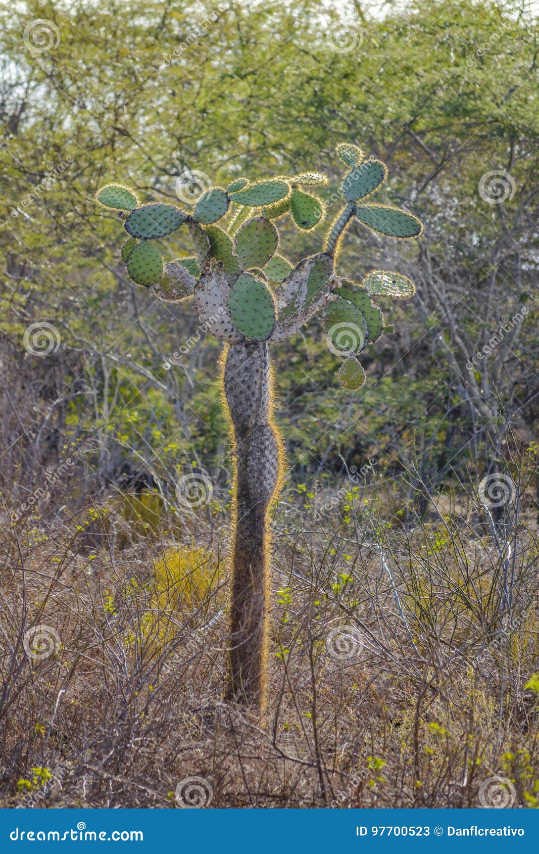Tuna Tree Grande, Isla De Las Islas Galápagos, Ecuador Imagen de ...