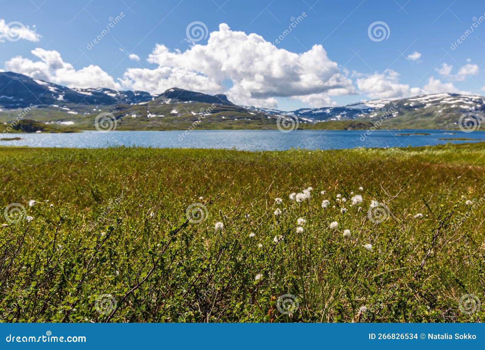 Tundra in Beautiful Summer Day, Norway Stock Photo - Image of tourism ...