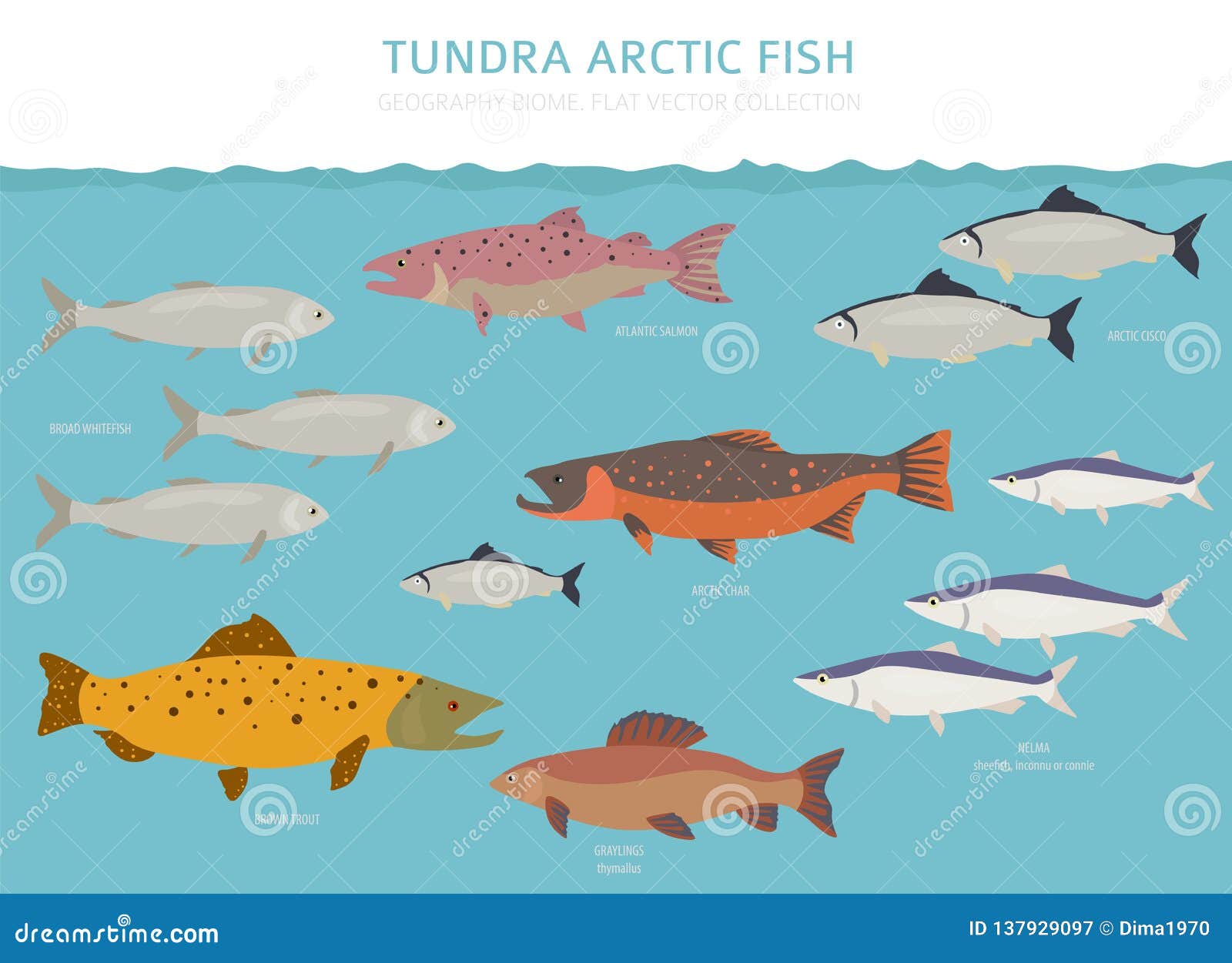 Tundra Salmon
