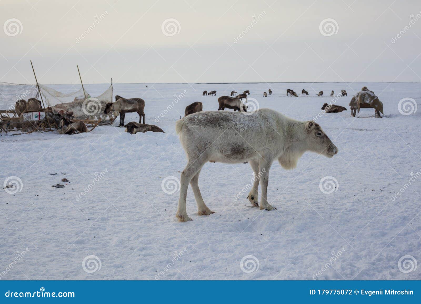 Tundra, Far North, Far North, Reindeer in the Tundra, Reindeer Harness ...