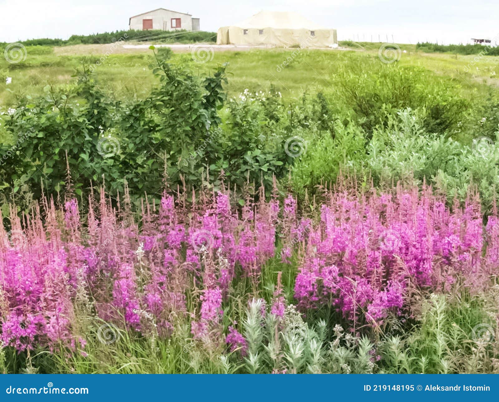 Tundra Plants, Grass and Flowers in Chukotka. Stock Image - Image of ...