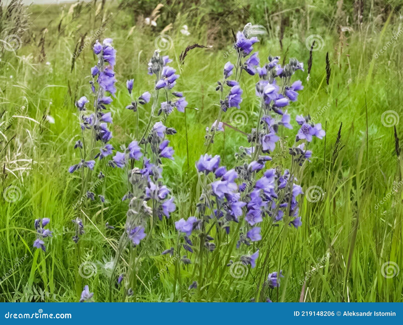 Tundra Plants, Grass and Flowers in Chukotka. Stock Photo - Image of ...