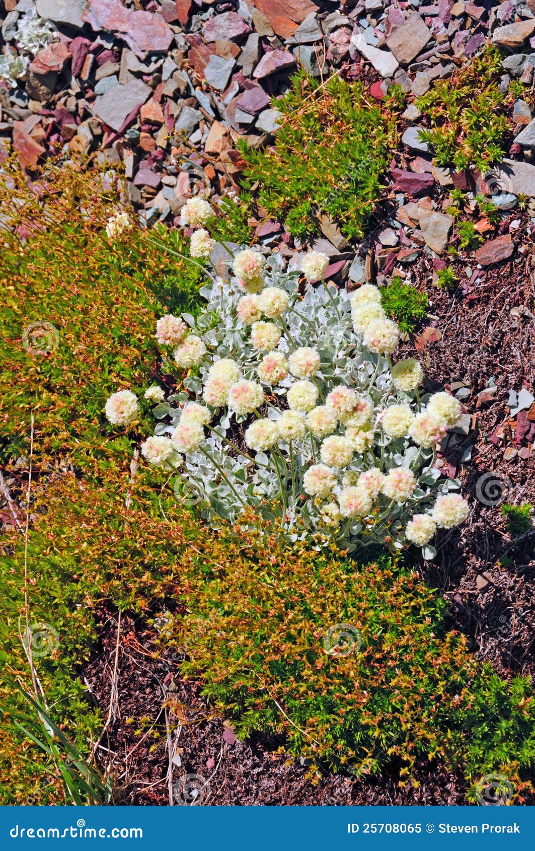 Alpine Tundra Plants List