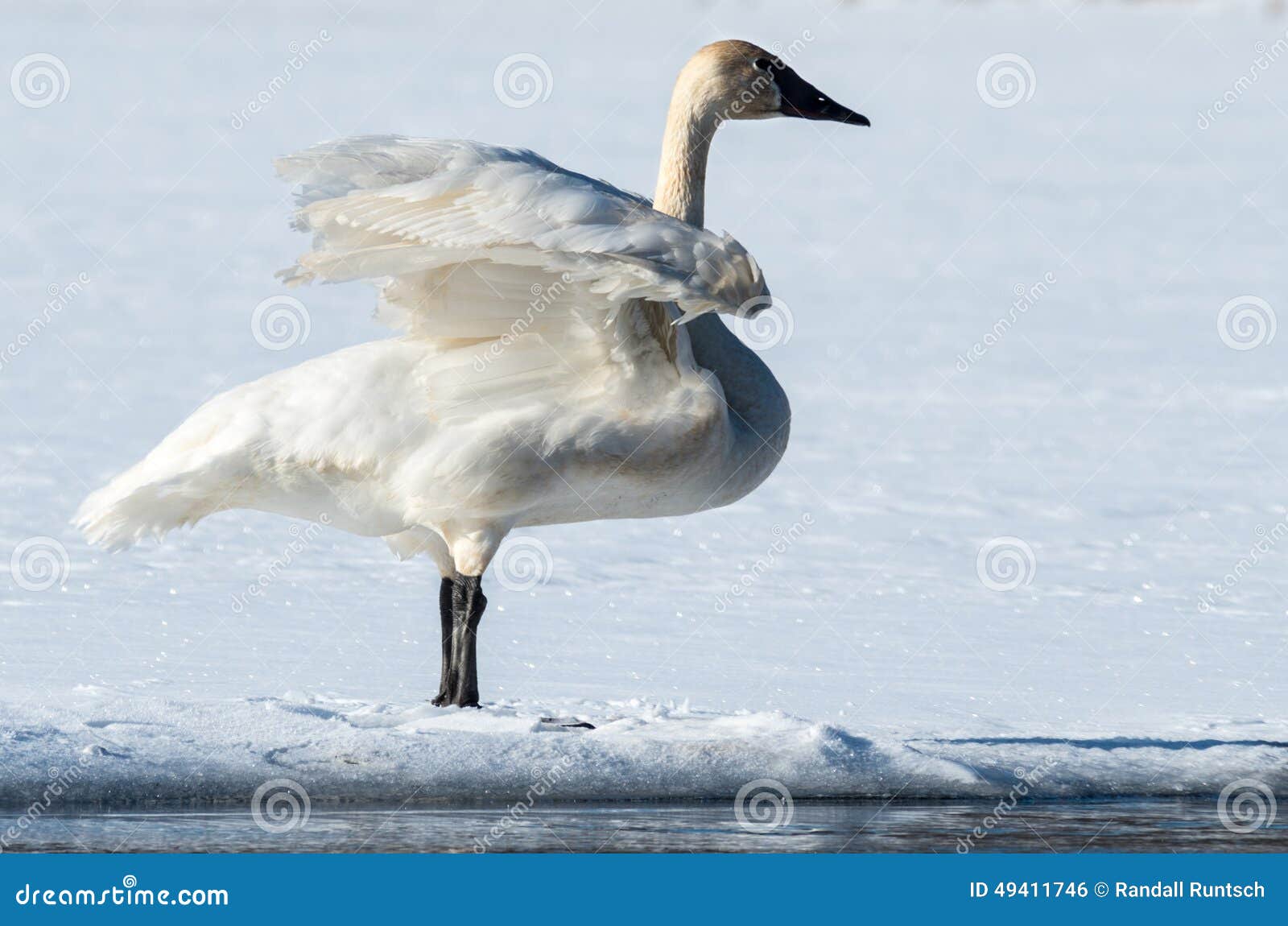 Tundra Swan Flaps Its Wings Stock Photo - Image of state, winter: 49411746