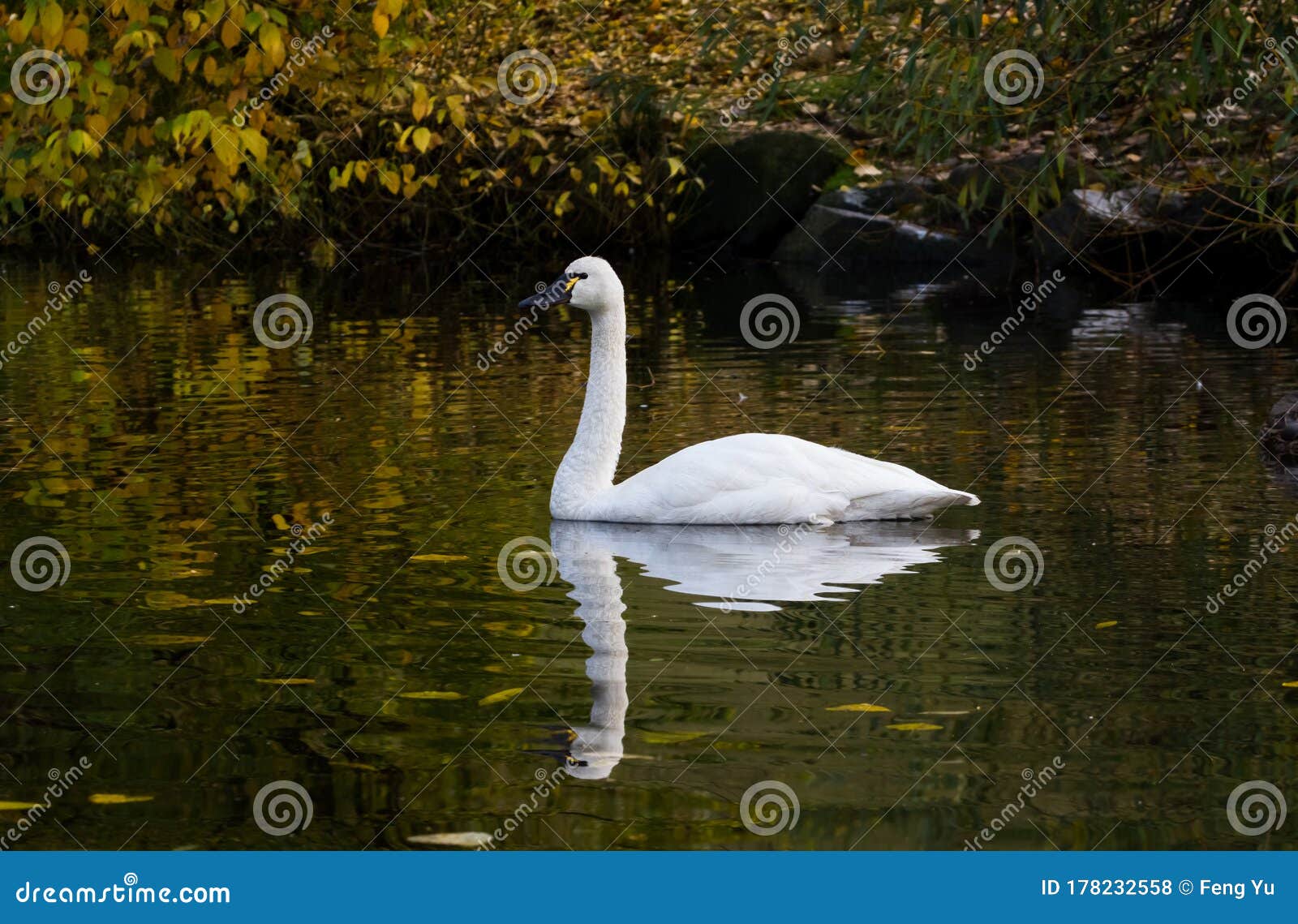 White Tundra Swan stock photo. Image of white, nature - 178232558