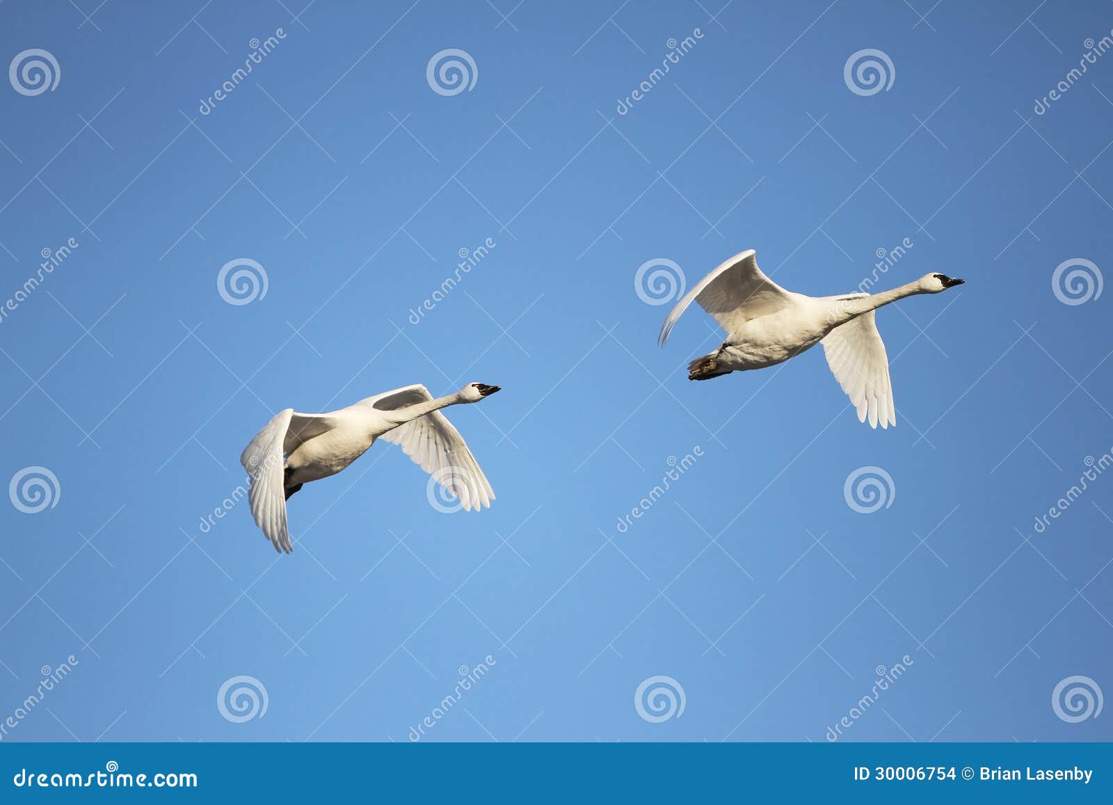 Tundra Swans Migrating in Spring Stock Photo - Image of swan, north ...