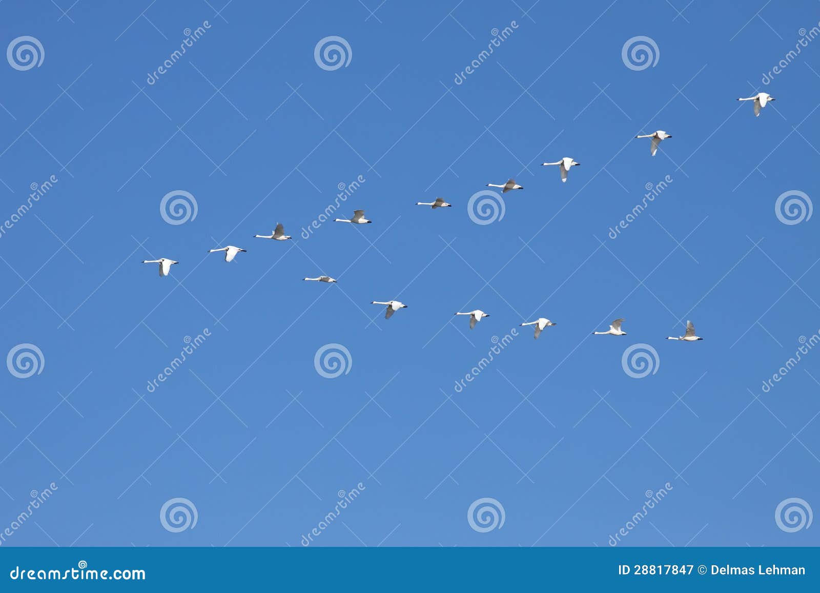 Tundra Swans Flying in Formation Stock Image - Image of nature, swan ...