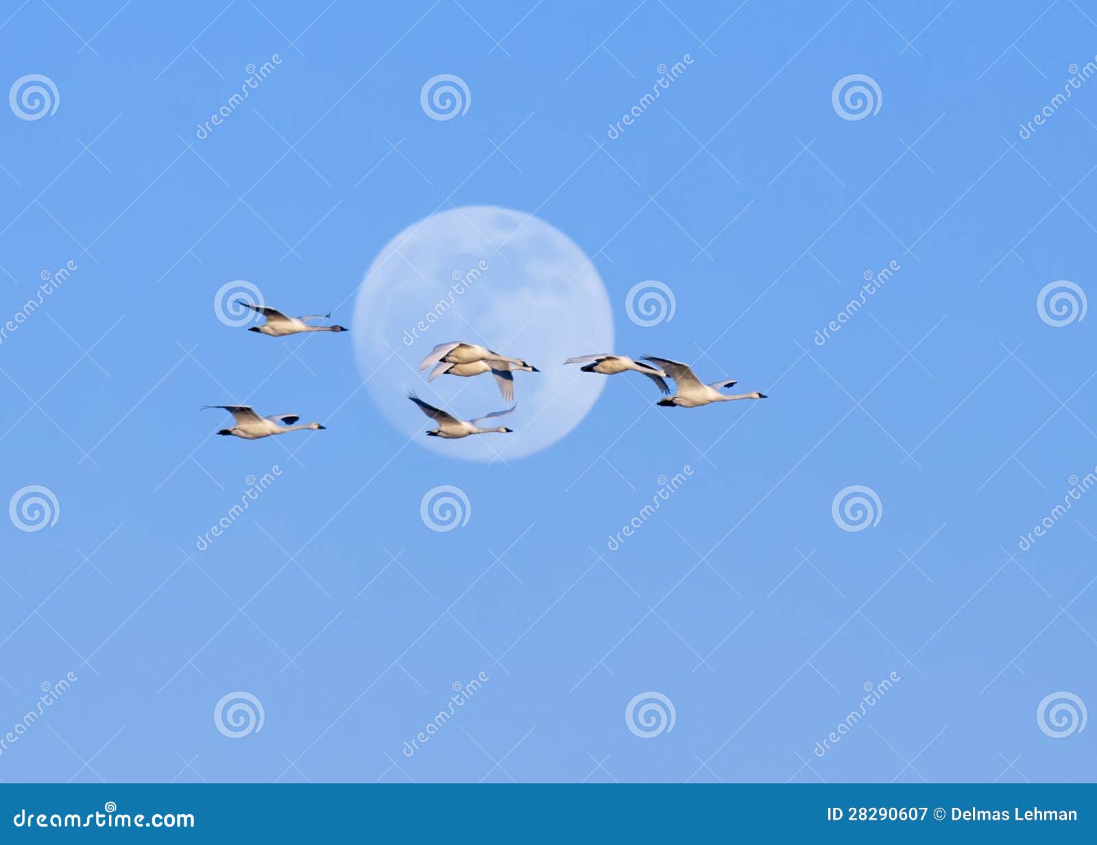 Tundra Swans and Full Moon stock image. Image of tundra - 28290607