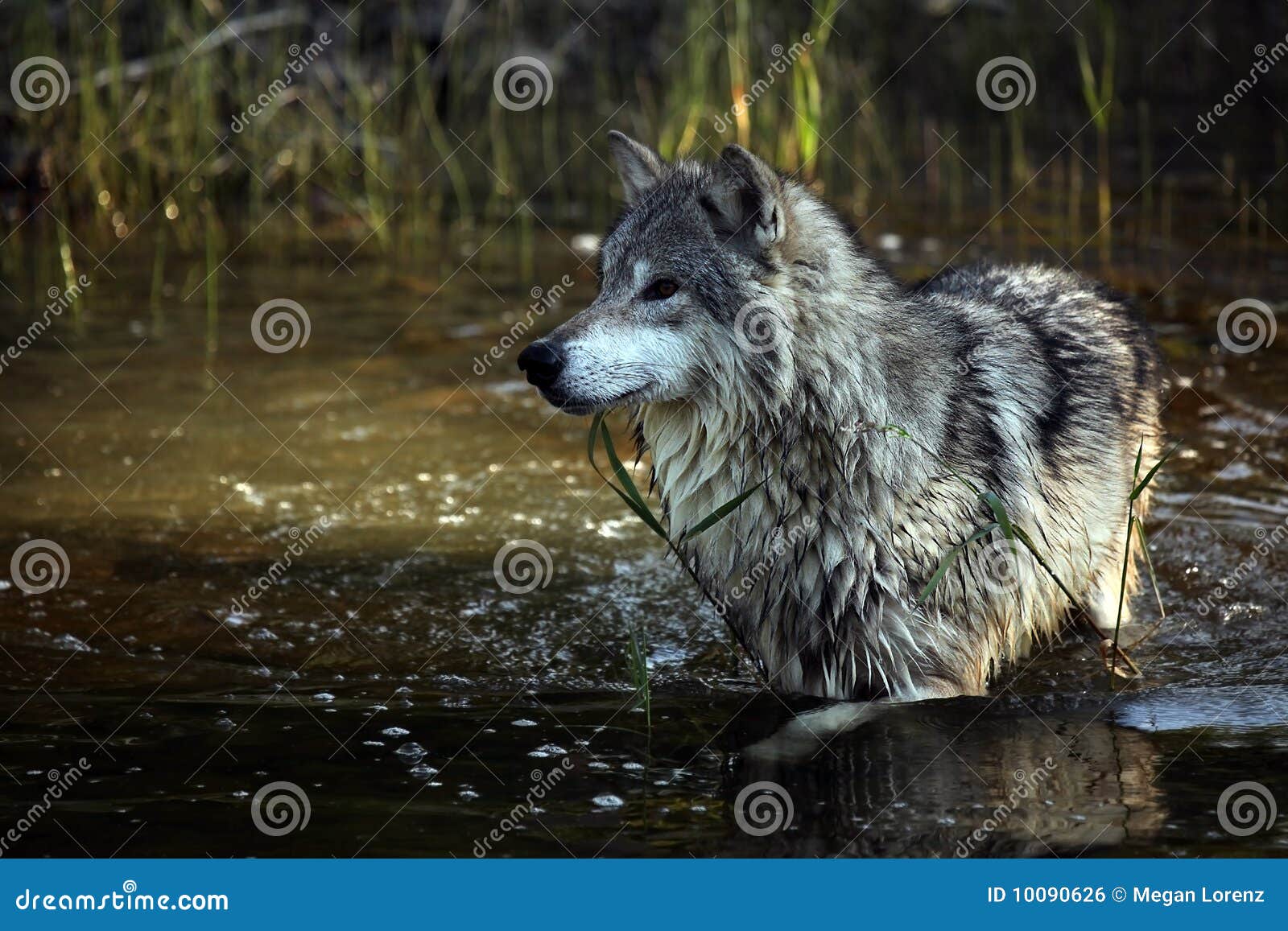 Tundra Wolf. Canis Lupus Albus Also Known As The Turukhan Wolf Royalty ...
