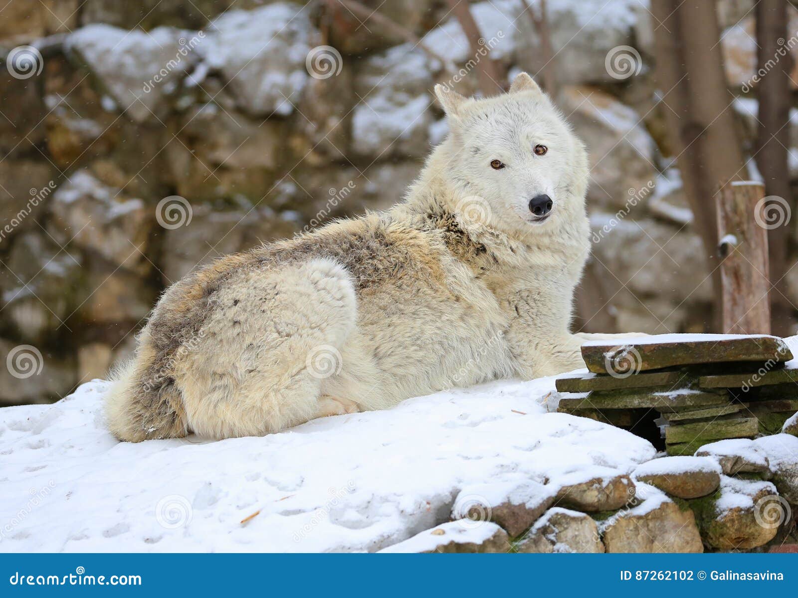 Tundra-Wolf stockfoto. Bild von tundra, farbe, wollen - 87262102