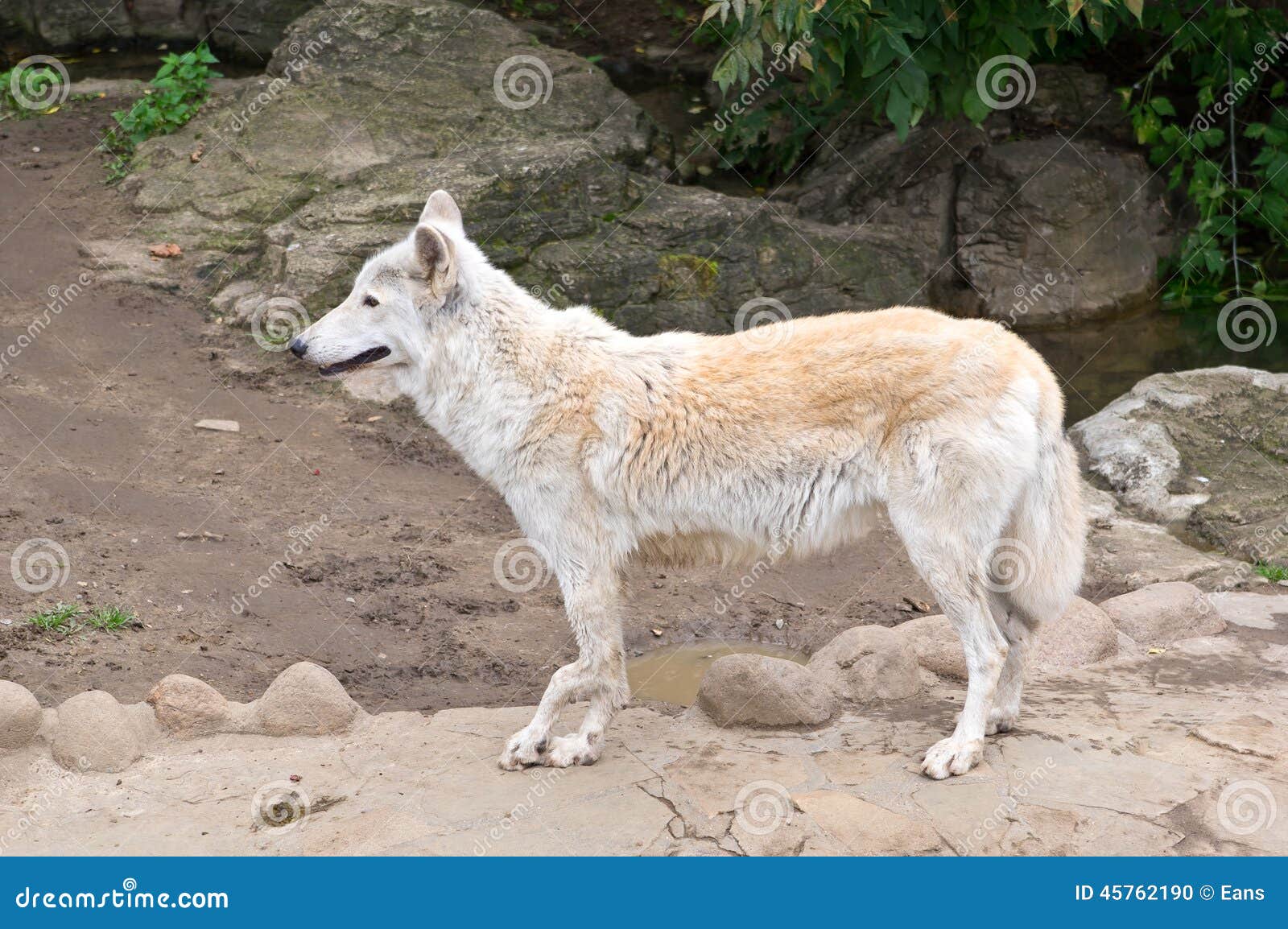 Tundra Wolf stock photo. Image of wildlife, canis, white - 45762190