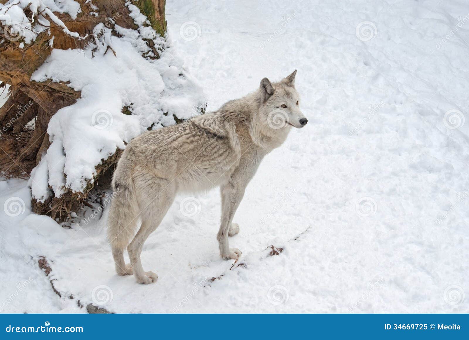 Tundra Wolf. Canis Lupus Albus Also Known As The Turukhan Wolf Royalty ...