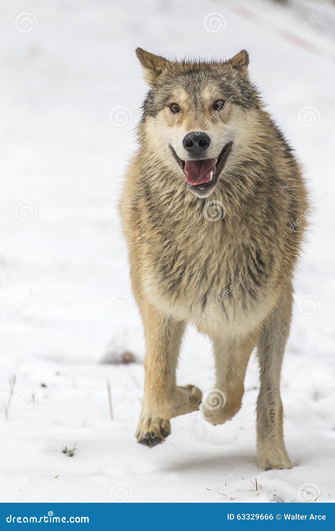 Tundra Wolves stock photo. Image of hunter, male, gray - 63329666