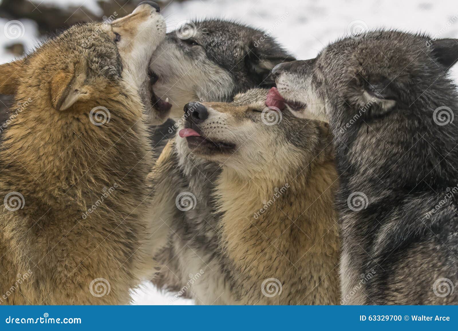 Tundra Wolves stock photo. Image of female, beast, family - 63329700