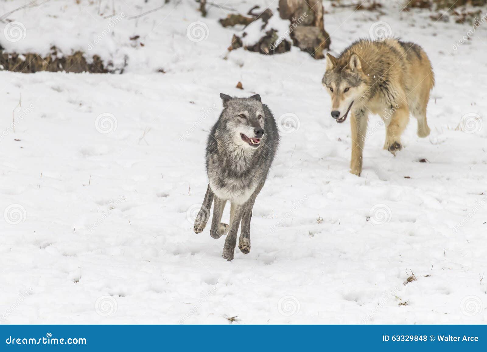 Tundra Wolves stock photo. Image of black, canis, canadian - 63329848