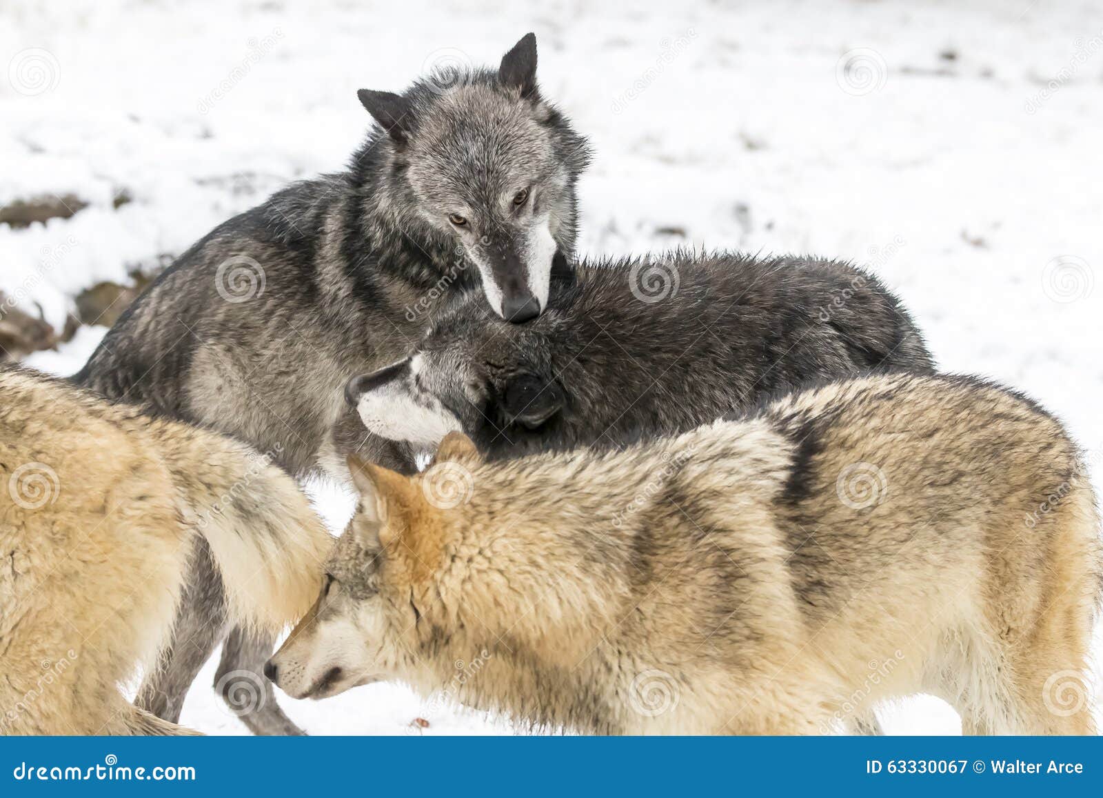 Tundra Wolves stock image. Image of hunter, canis, black - 63330067
