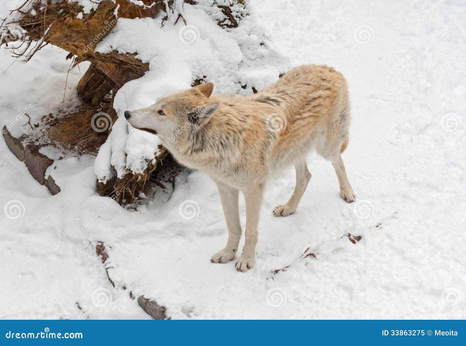 Tundrawolf auf dem Schnee stockbild. Bild von holz, karosserie - 33863275