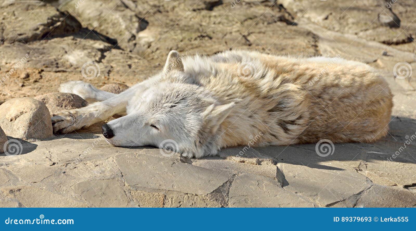Tundrawolf Canis Lupus Albus, Alias Turukhan-Wolf Stockbild - Bild von ...