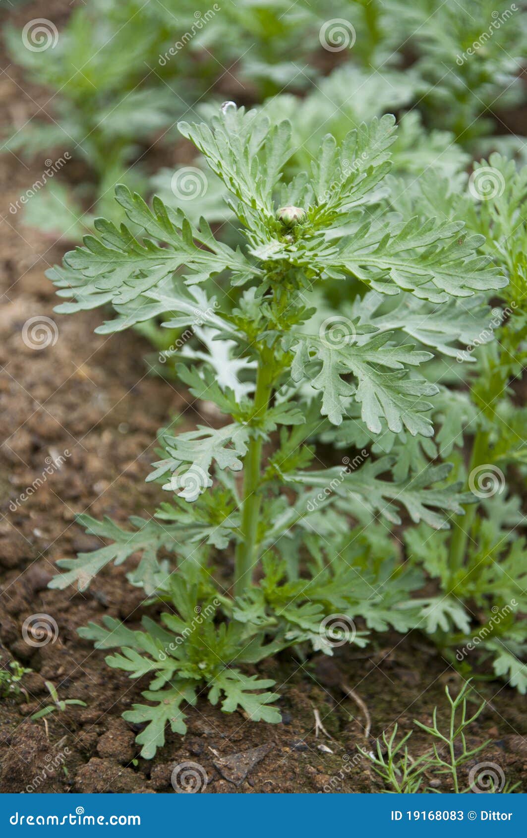 Tung Ho stock image. Image of veggie, shanghai, edible - 19168083