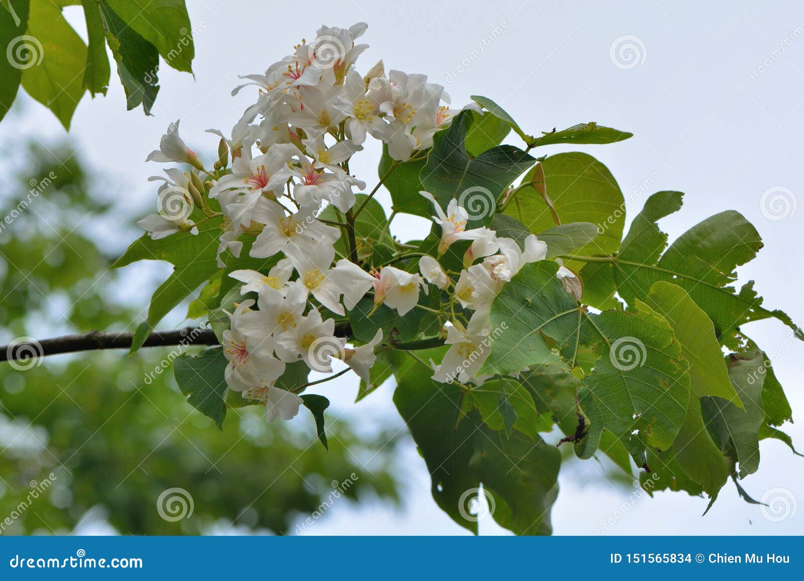 Tung tree flowers stock photo. Image of green, background - 151565834